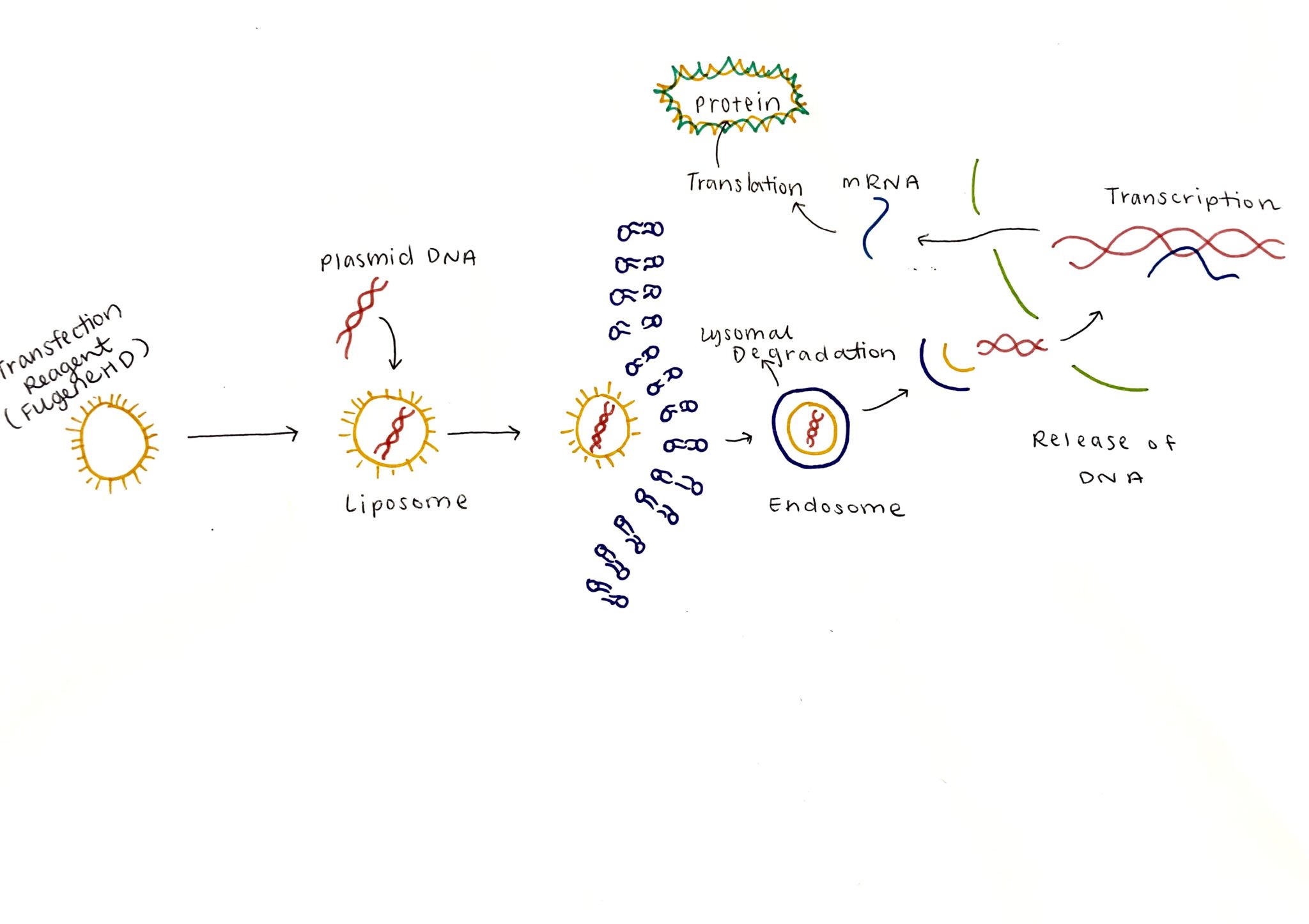 Transfection Mechanism - BASIS Phoenix